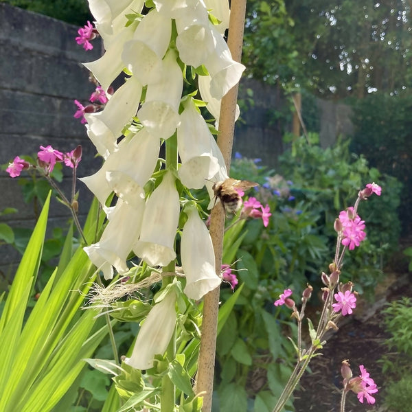 Foxglove (Biennial) - Seedie.ie