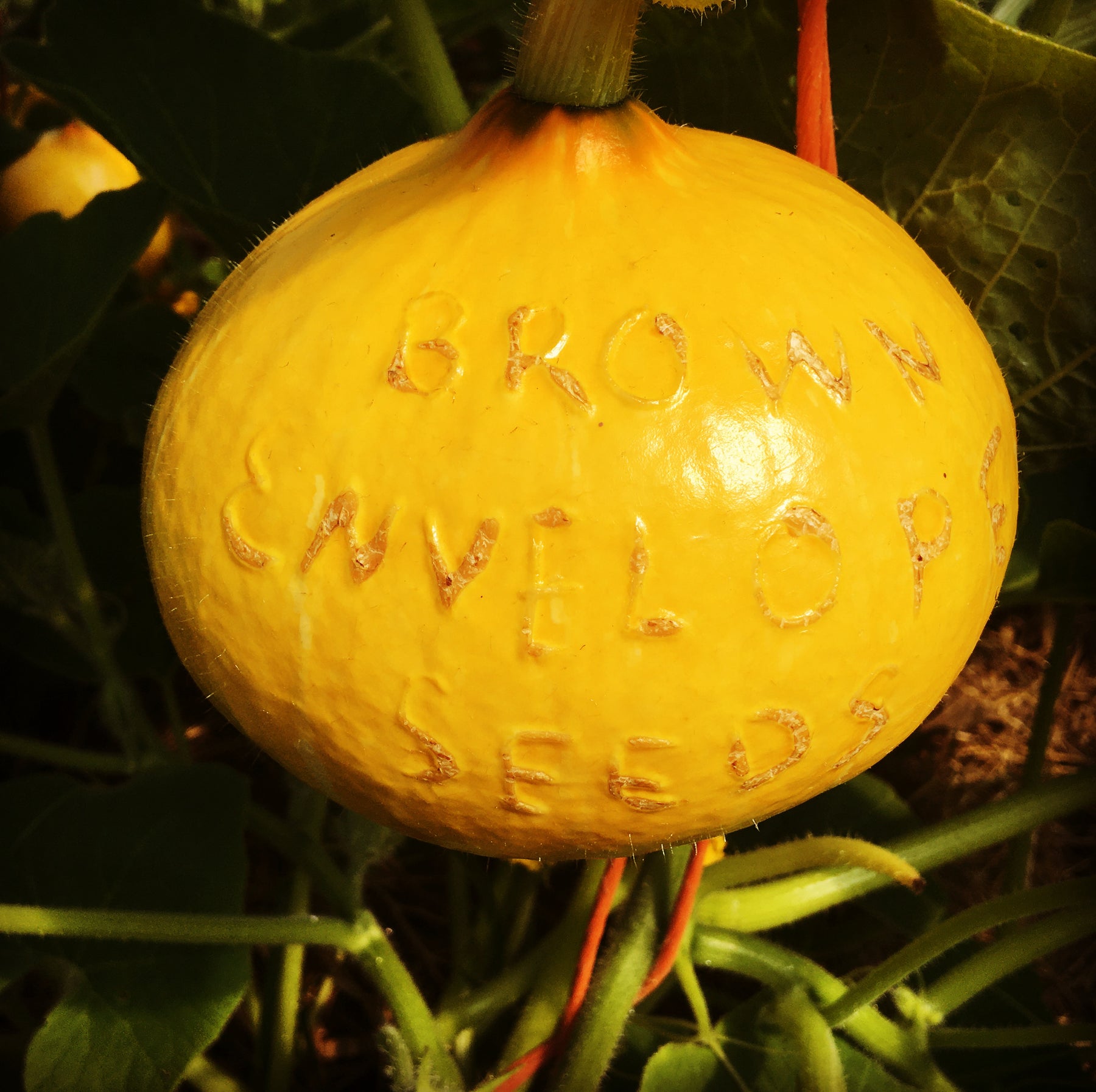 Organic Vegetable Seeds from Irish Seed Growers