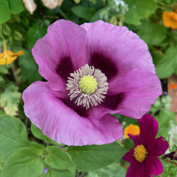 Poppy - Mixed Colours (Annual) - Seedie.ie