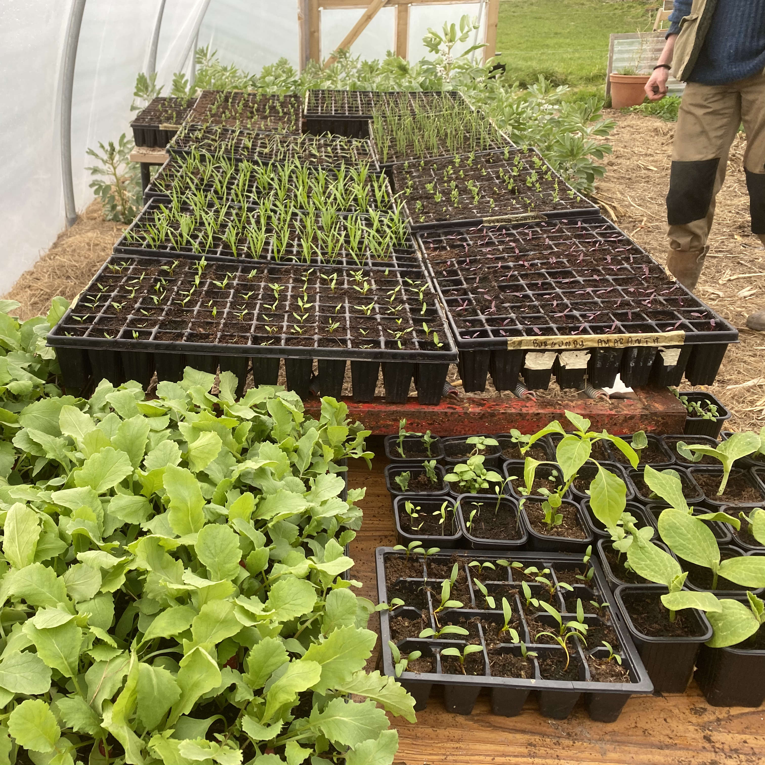 Organic Vegetable Seeds from Irish Seed Growers