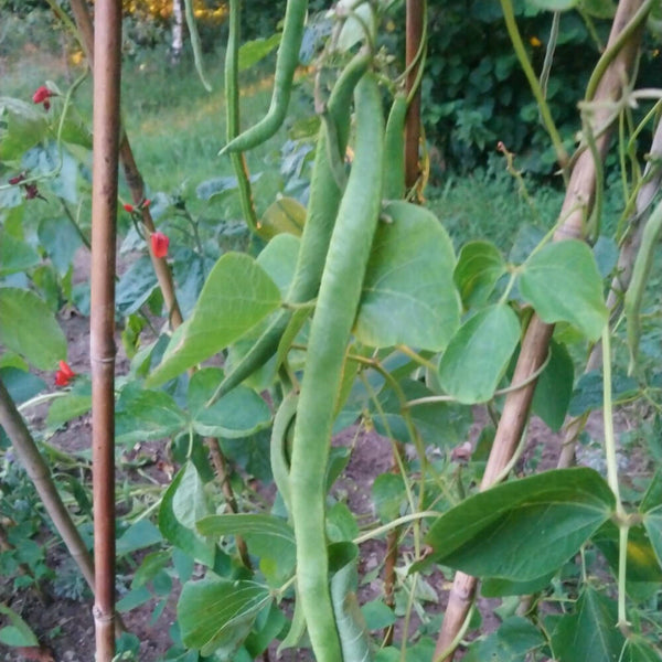 Runner Bean 'Lady Di' - Seedie.ie