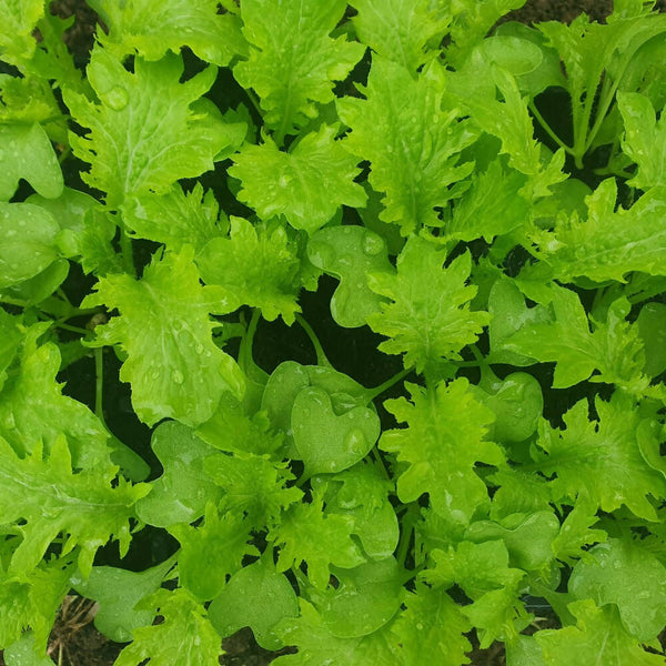 'Wasabino' Mustard - Seedie.ie