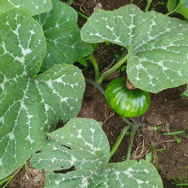 Squash 'Mini Musk' - Seedie.ie