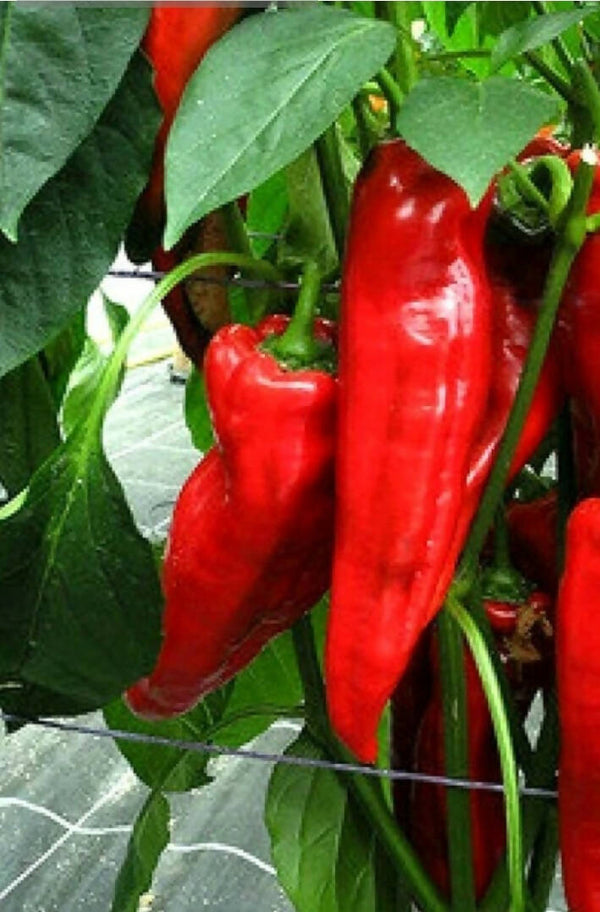 Chilli peppers-sweet palermo - Seedie.ie